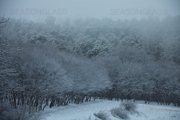 Maple Trees in Winter – Ahae