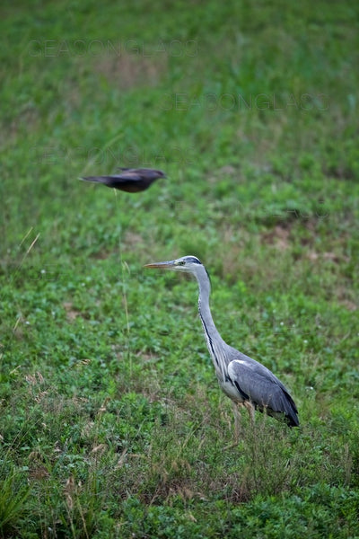 Grey Heron – Ahae